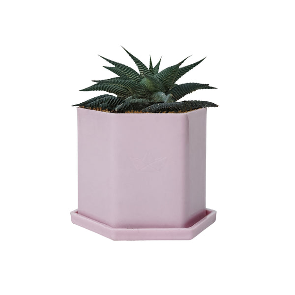 Hexa Pod with Succulent Plant | Eco Indoor Pot – TGA Life Style